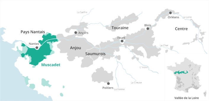 AOC Muscadet : guide de l'appellation et des vins