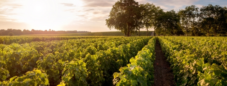 AOC Saint Julien : guide de l'appellation et des vins