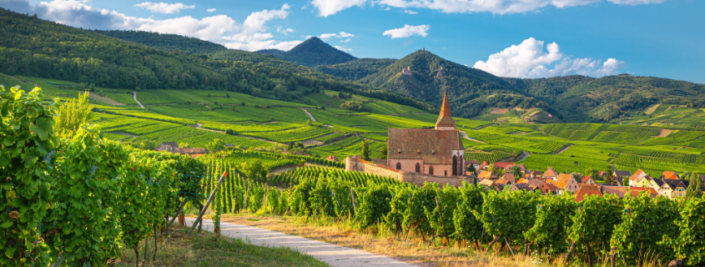 Route des vins de France – Guide, circuit et itinéraires