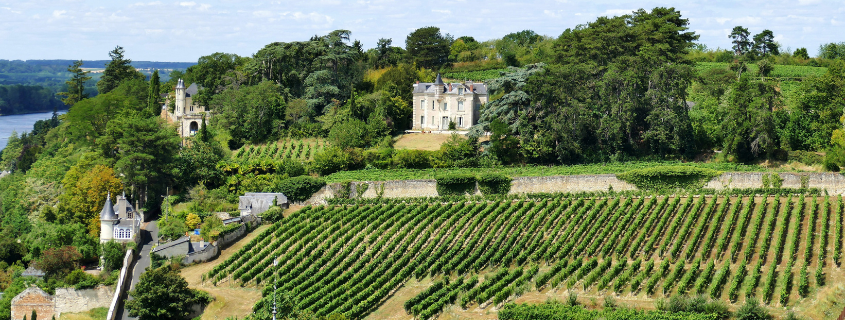 Route des vins de France – Guide, circuit et itinéraires